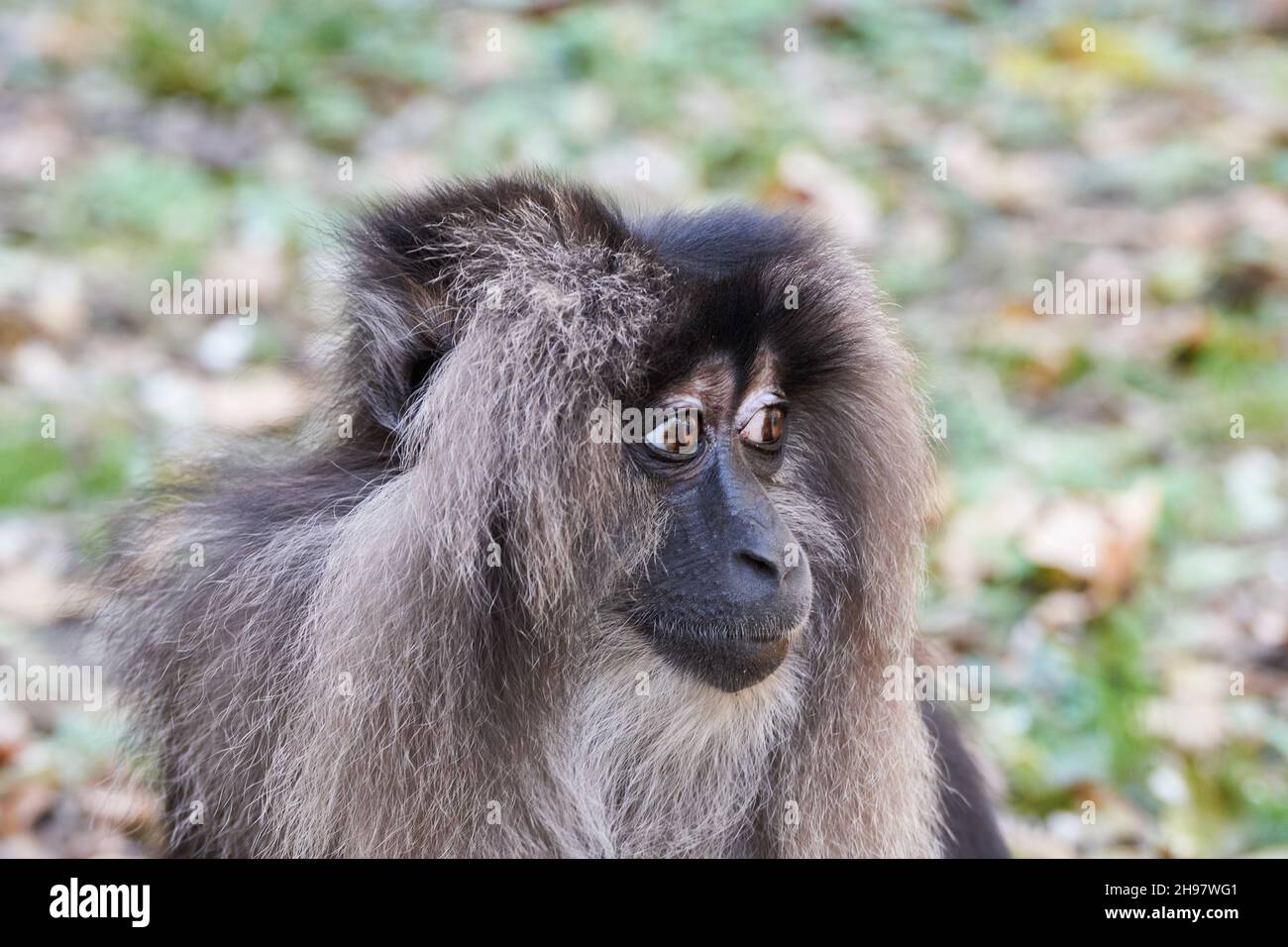 Portrait of a Lion-tailed macaque (Macaca silenus Stock Photo - Alamy