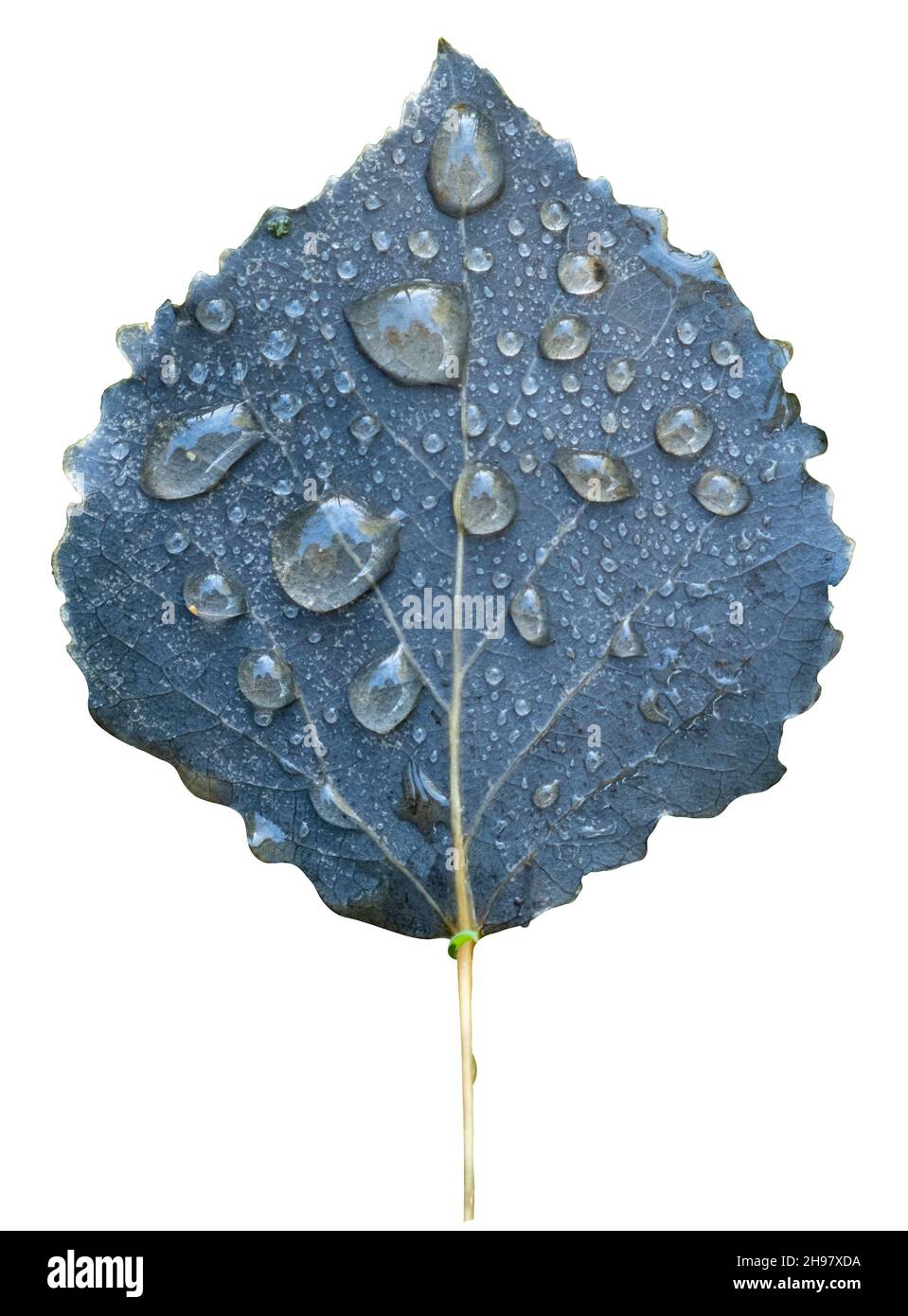 Water droplets detail Cut Out Stock Images & Pictures - Alamy