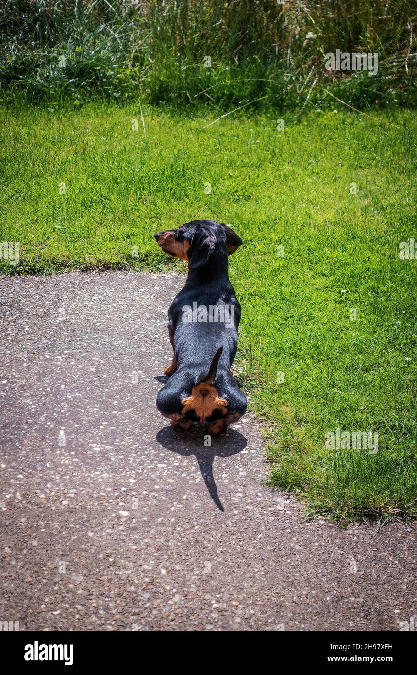 Dachshund dog looking away, taken from behind Stock Photo - Alamy