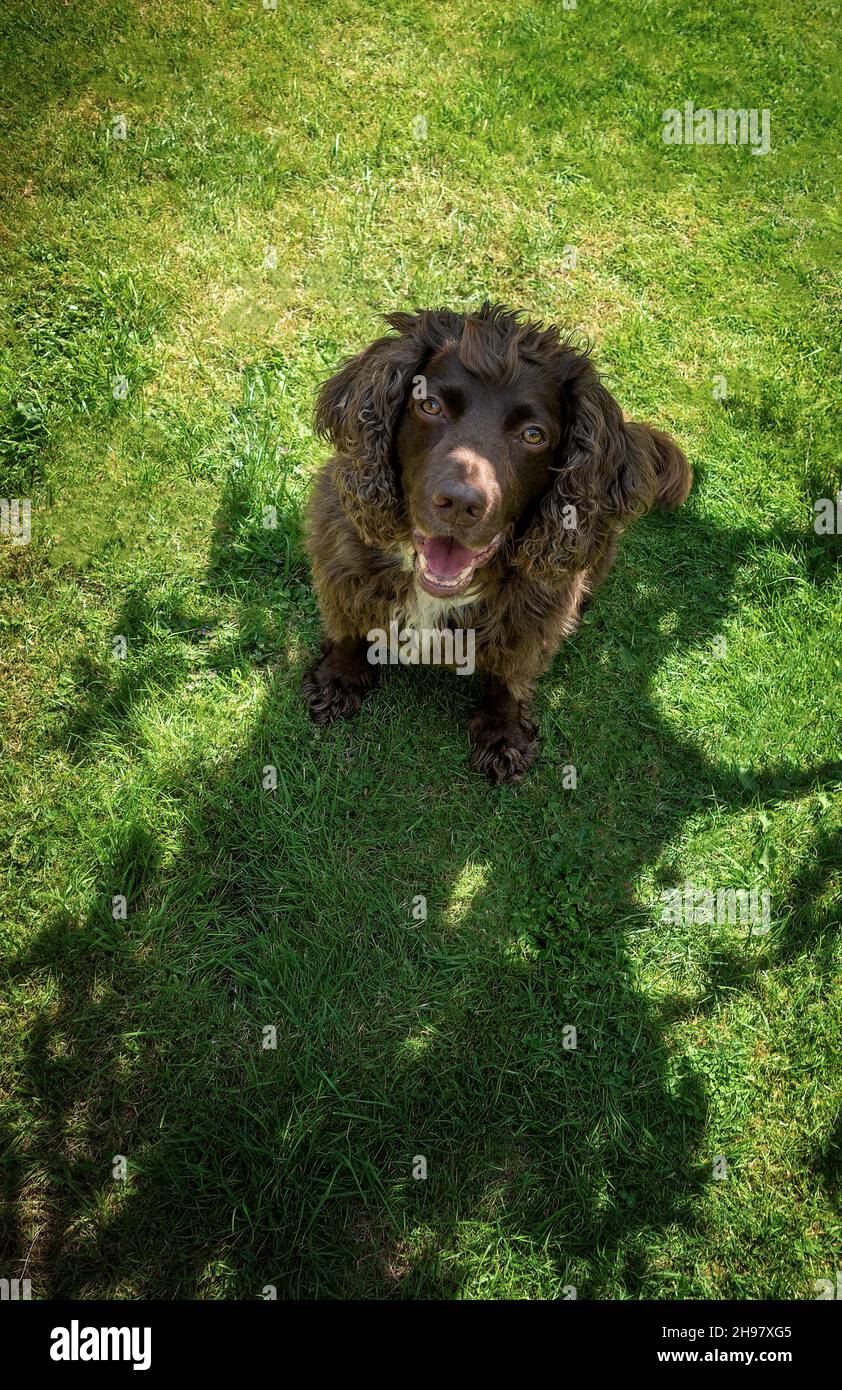 springer spaniel looking up at the camera Stock Photo - Alamy