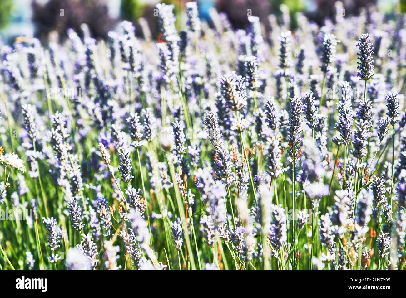 Beautiful lavender plant closeup image Stock Photo - Alamy