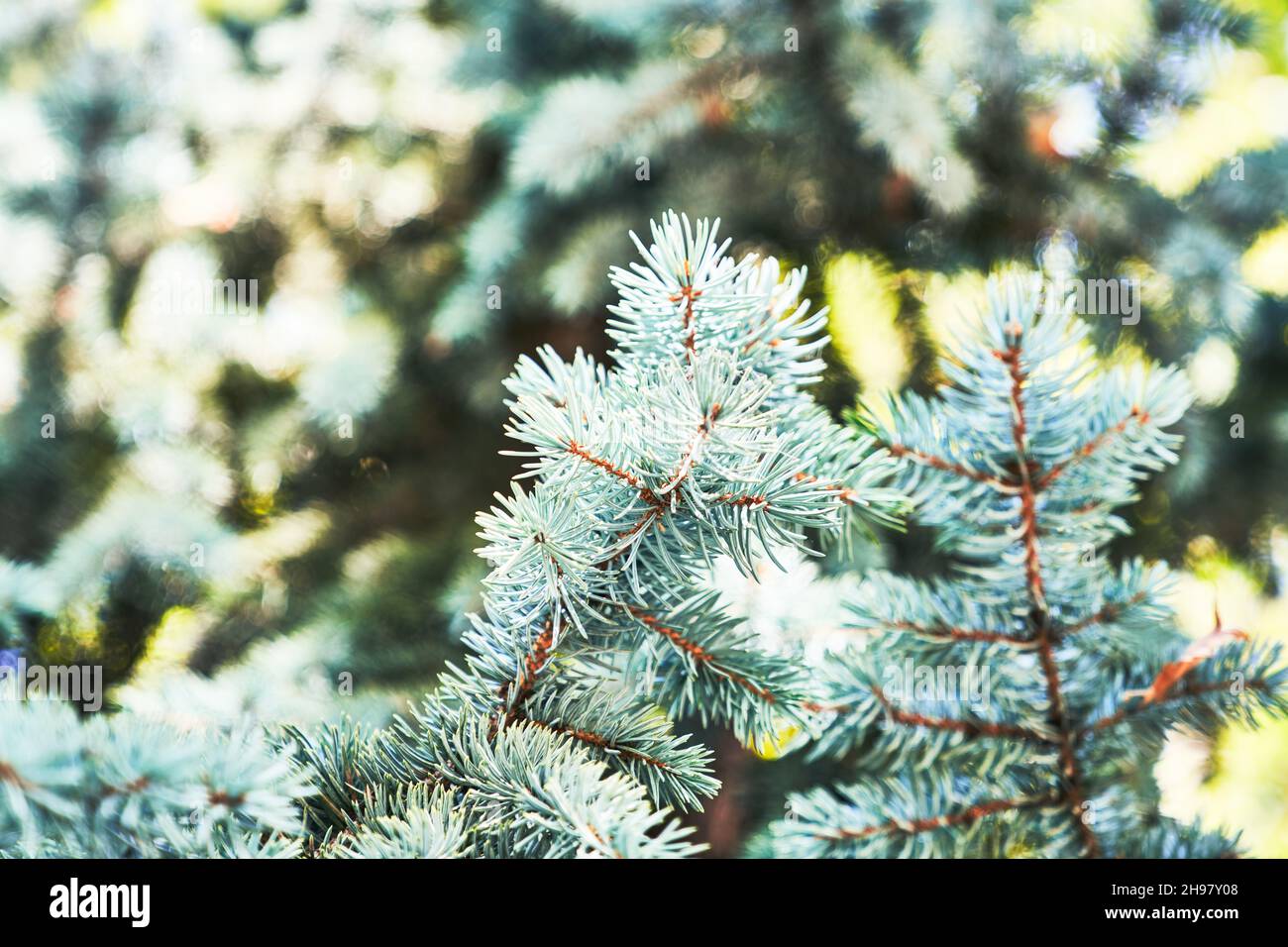 Beautiful spruce tree image Stock Photo - Alamy