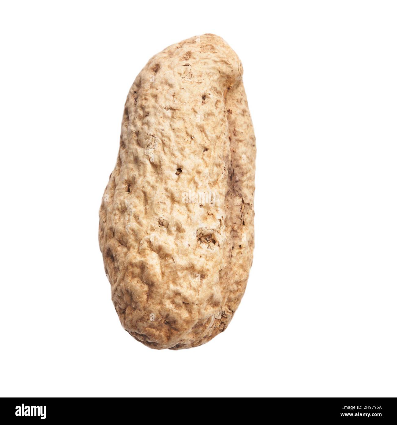 Single peanut with shell isolated on a white background Stock Photo - Alamy