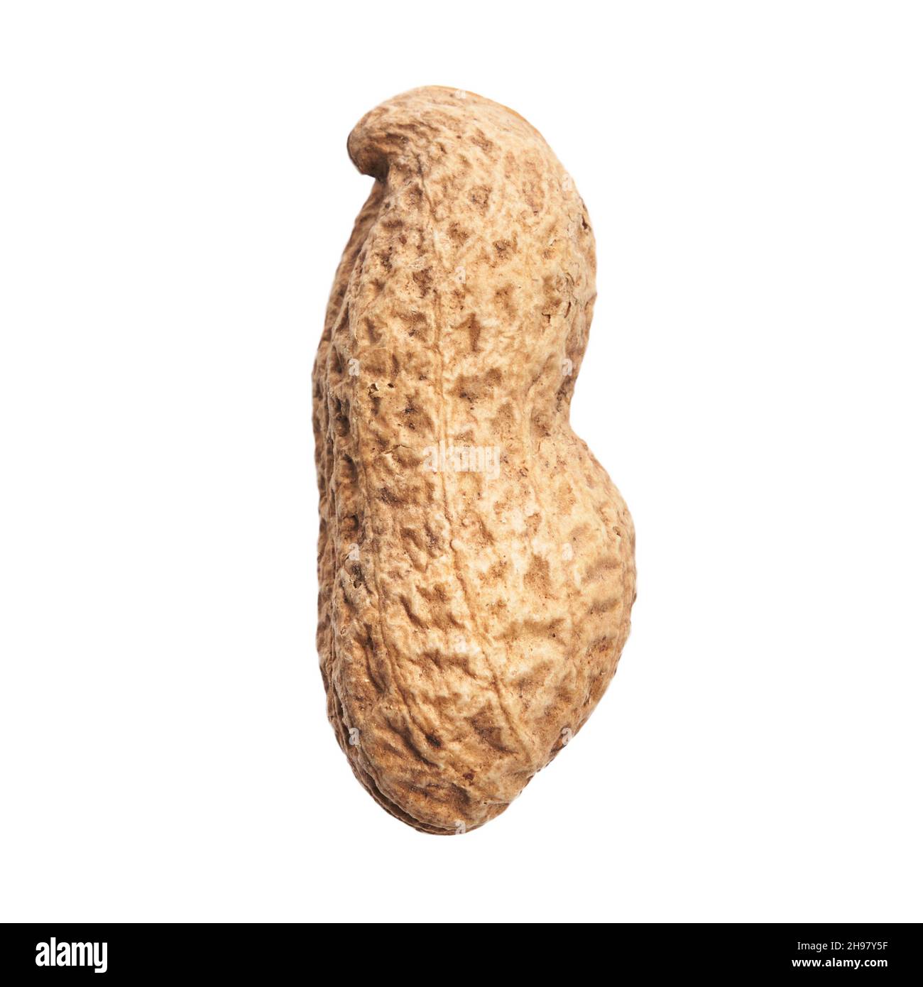 Single peanut with shell isolated on a white background Stock Photo - Alamy
