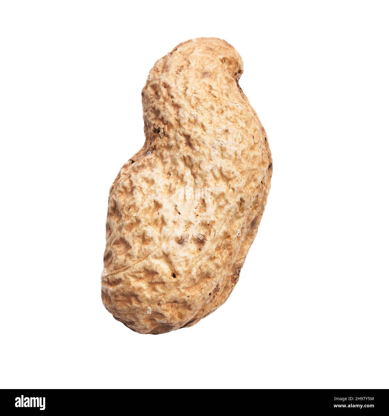 Single peanut with shell isolated on a white background Stock Photo - Alamy