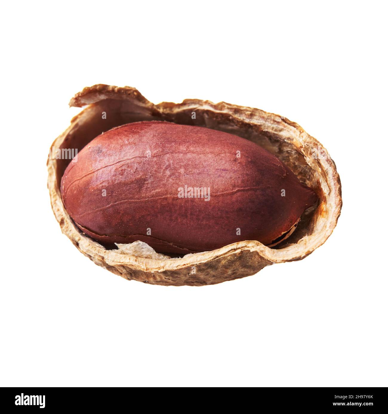 Middle shell with peanut isolated on a white background Stock Photo - Alamy