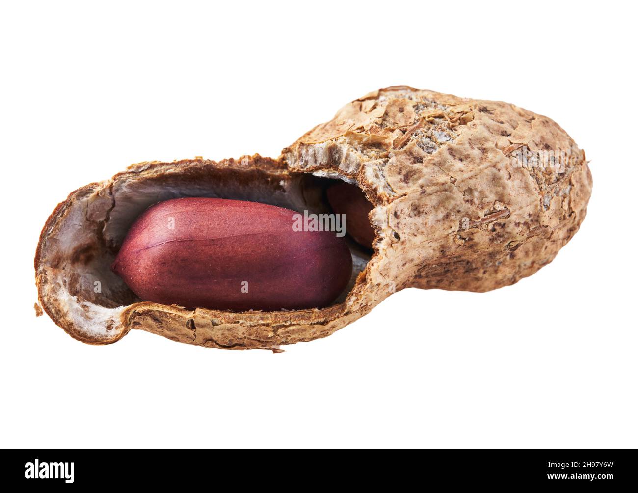 Middle shell with peanut isolated on a white background Stock Photo - Alamy
