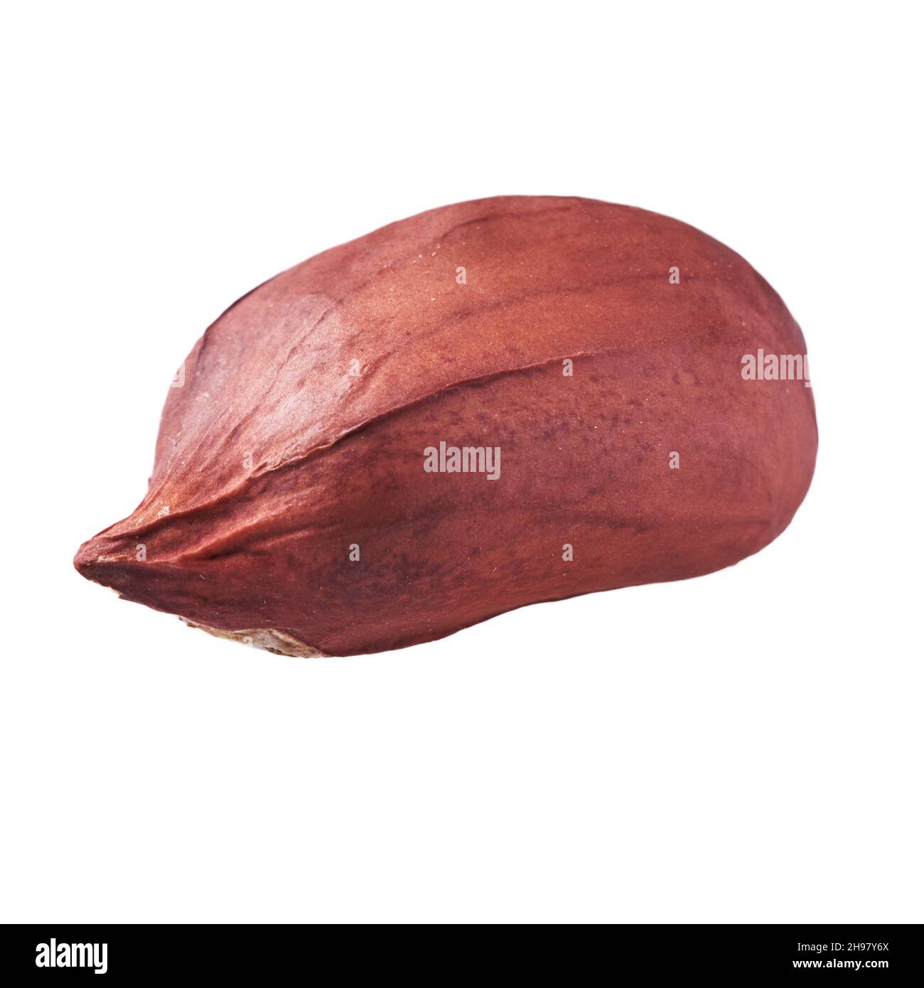Single peanut isolated on a white background Stock Photo - Alamy
