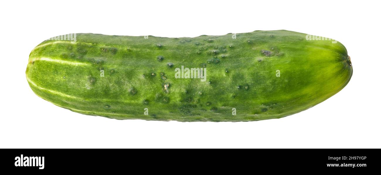 Single cucumber isolated on a white background Stock Photo - Alamy