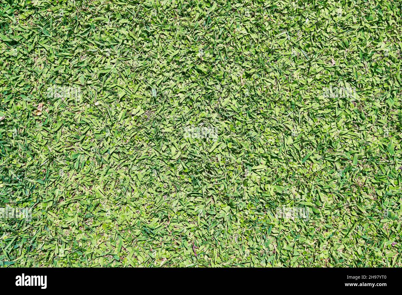 Beautiful grass texture image Stock Photo - Alamy