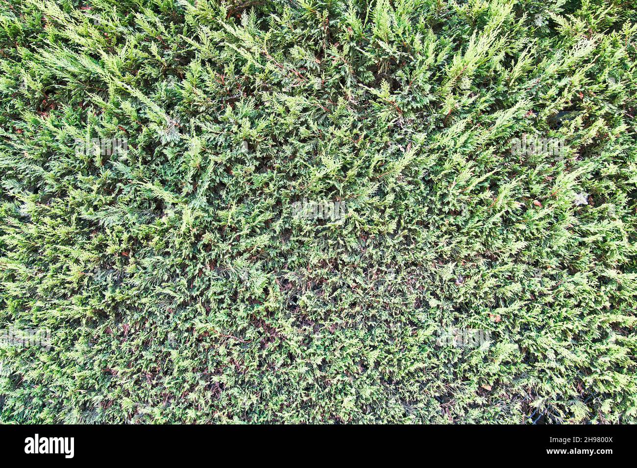 Beautiful plants closeup texture image Stock Photo - Alamy