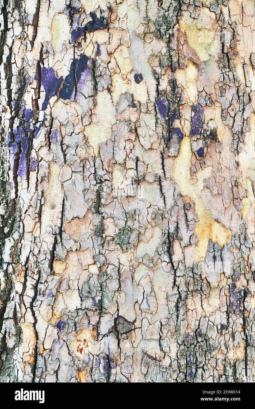 Beautiful tree bark texture image Stock Photo - Alamy