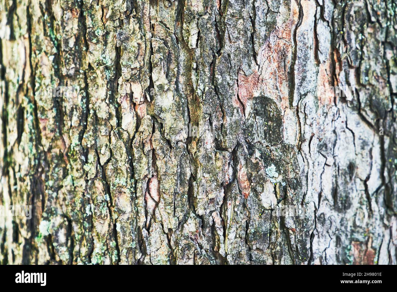 Beautiful tree bark texture image Stock Photo - Alamy