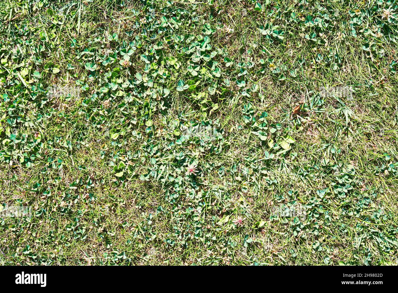 Beautiful grass texture image Stock Photo - Alamy