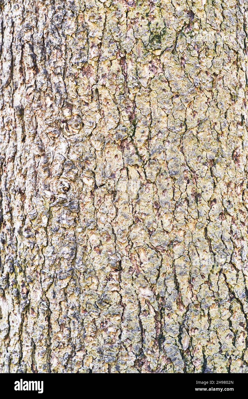 Beautiful tree bark texture image Stock Photo - Alamy