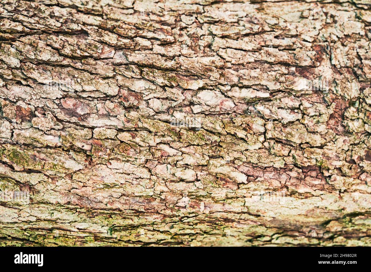 Beautiful tree bark texture image Stock Photo - Alamy