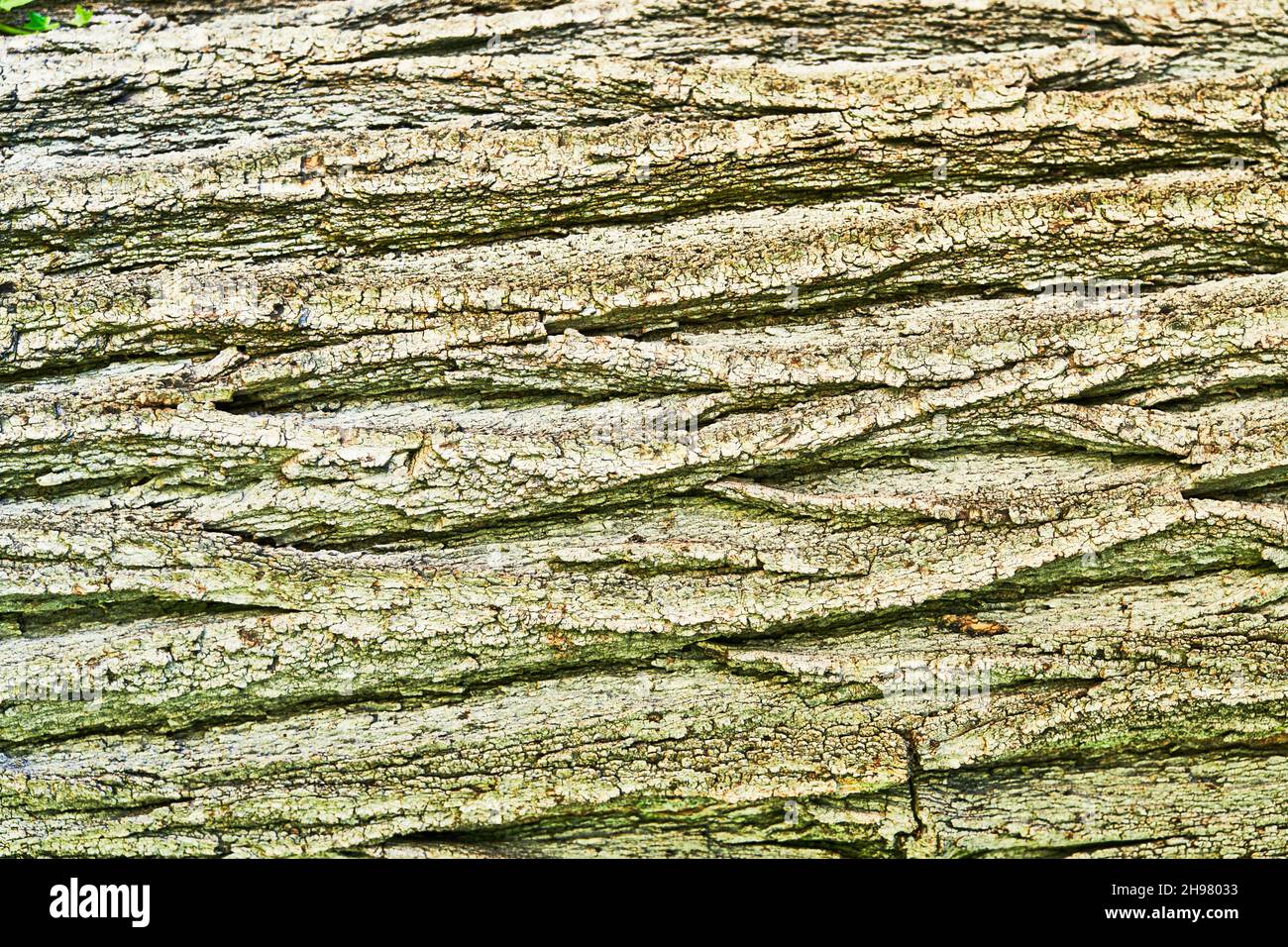 Beautiful tree bark texture image Stock Photo - Alamy