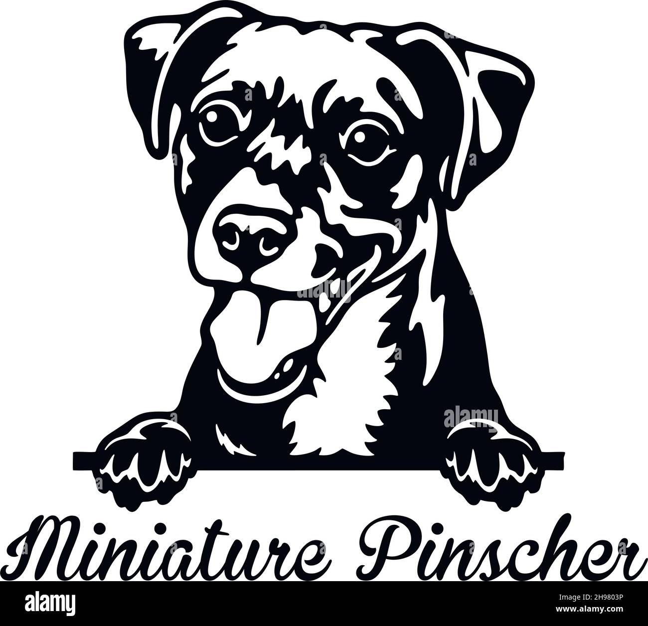 Miniature Pinscher Peeking Dog - head isolated on white - vector stock ...