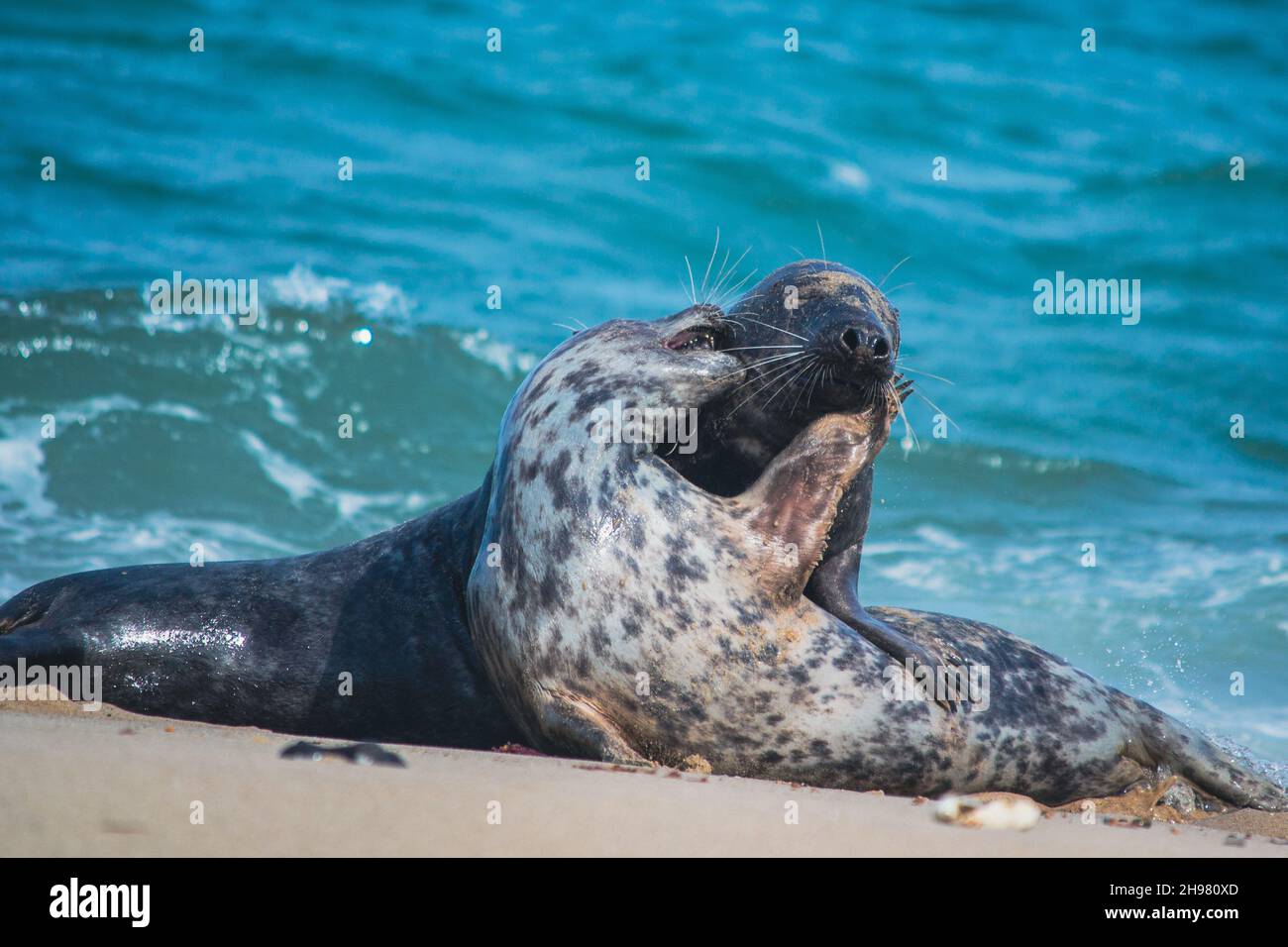 Baltic seal closeup hi-res stock photography and images - Alamy