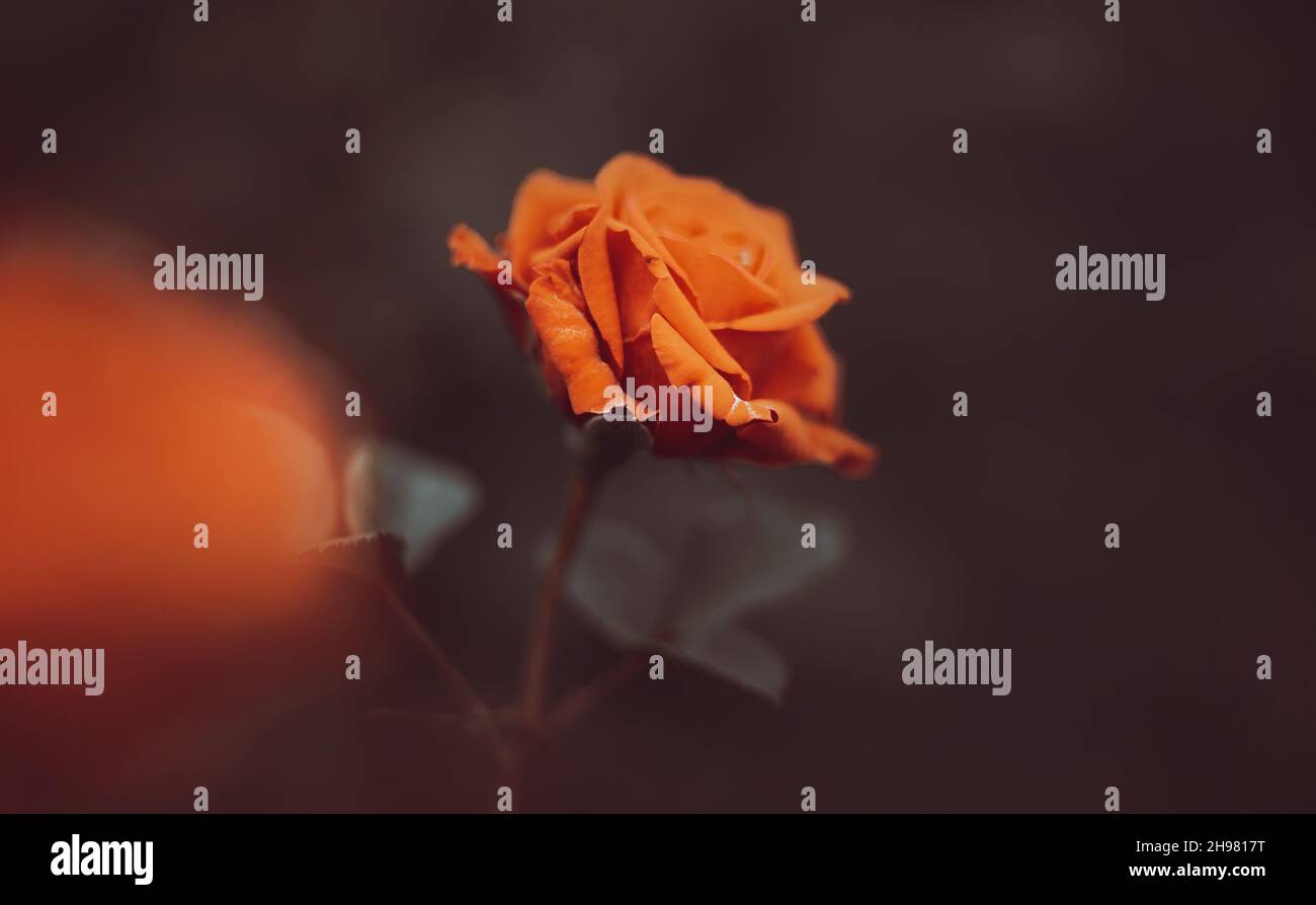 Beautiful flower gloom in dark hi-res stock photography and images - Alamy