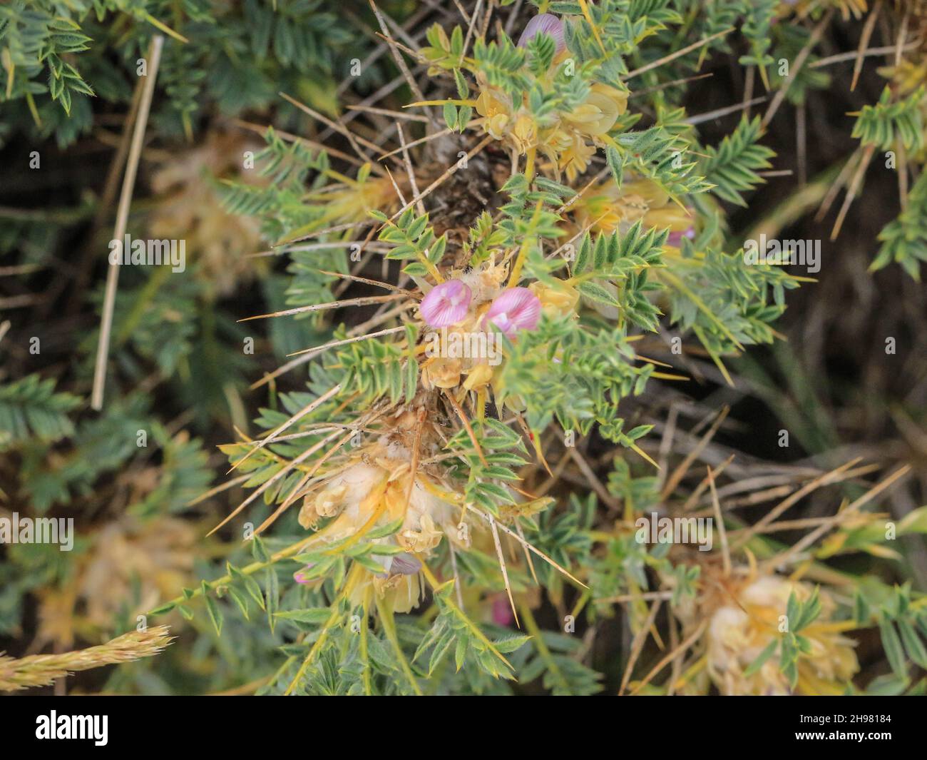 Astragalus parnassi, a low-growing, thorny, deciduous shrub Stock Photo ...