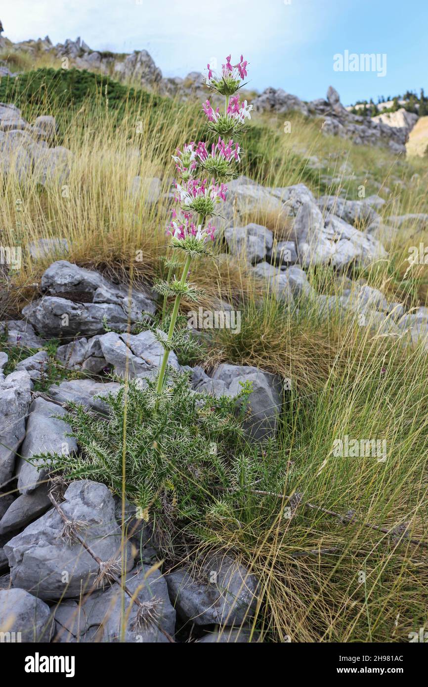 Mount parnassus flowers hi-res stock photography and images - Alamy