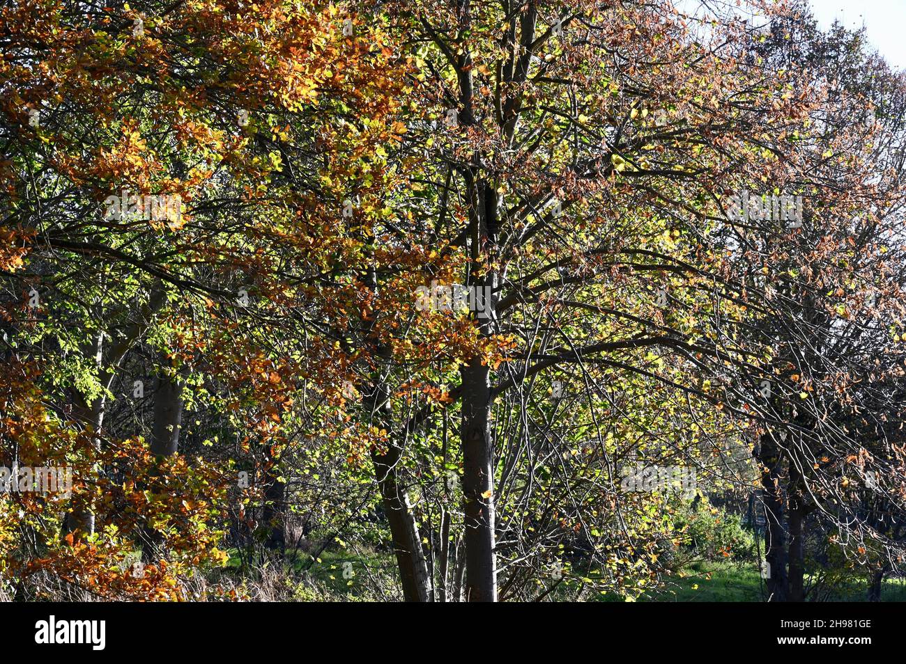 Autumn leaves, Foots Cray Meadows, Sidcup, Kent. UK Stock Photo - Alamy