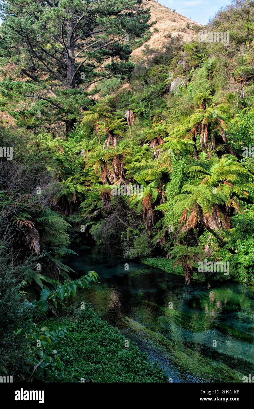 Fern landscape in Potaruru in New Zealand Stock Photo - Alamy