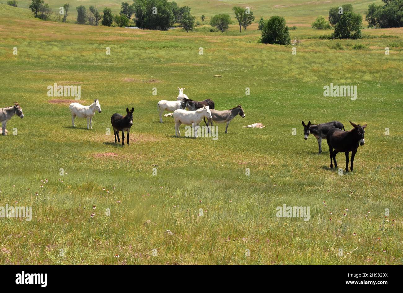 Herd of burros hi-res stock photography and images - Alamy