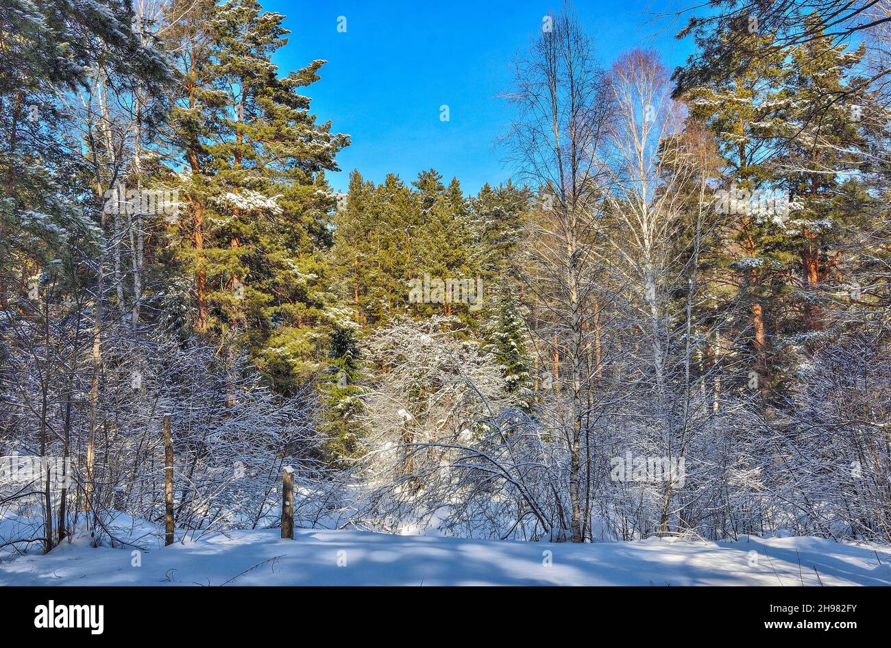 Winter landscape in sunny coniferous evergreen forest. Fairy tale of ...