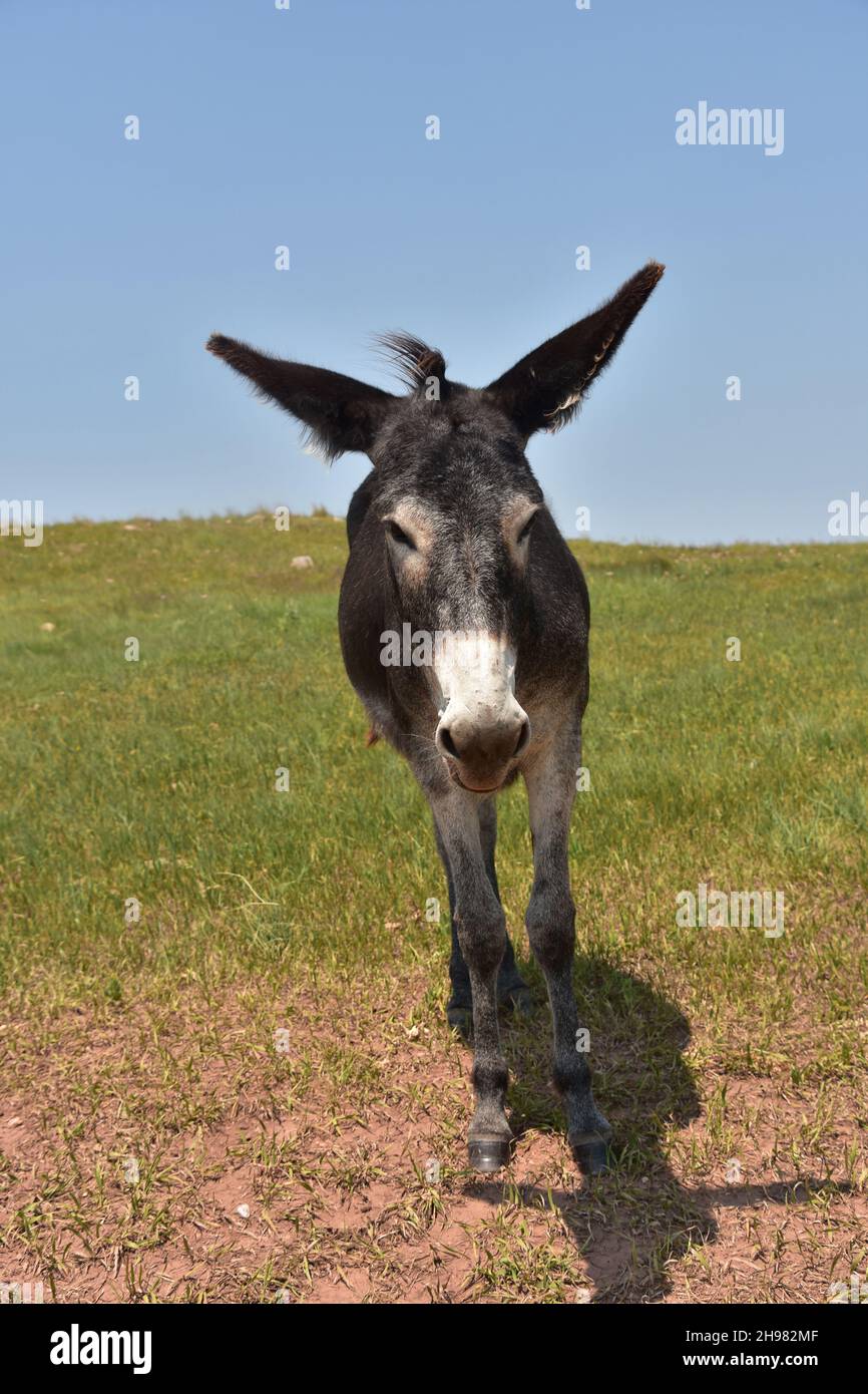 Direct look into the face of a dark colored burro Stock Photo - Alamy