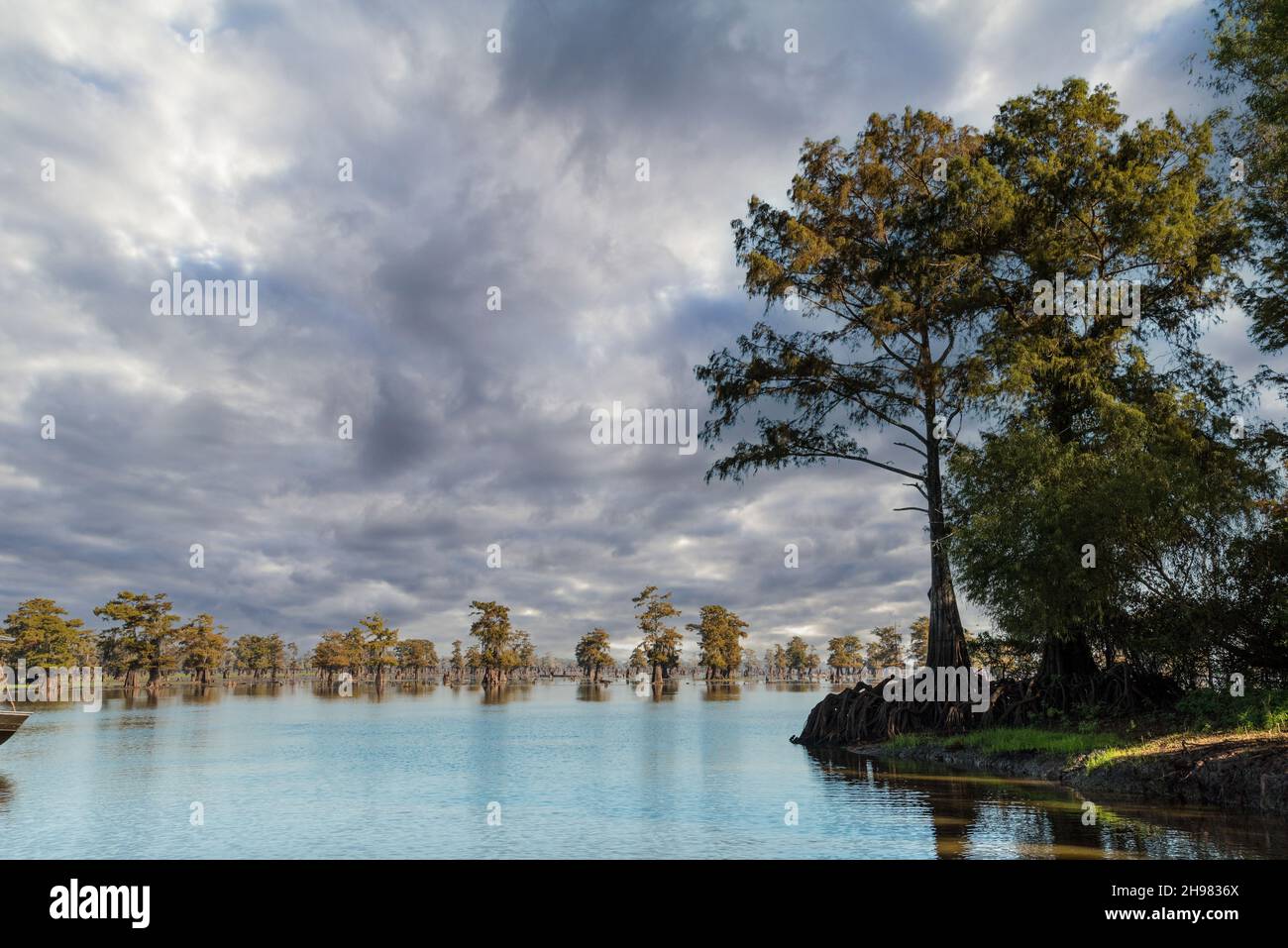 Trees in the water of the Bayous, Louisiana, USA Stock Photo - Alamy