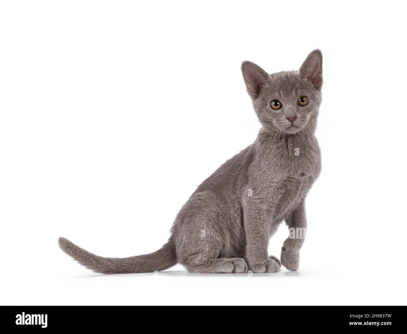 Playful cutie sweet little hi-res stock photography and images - Alamy