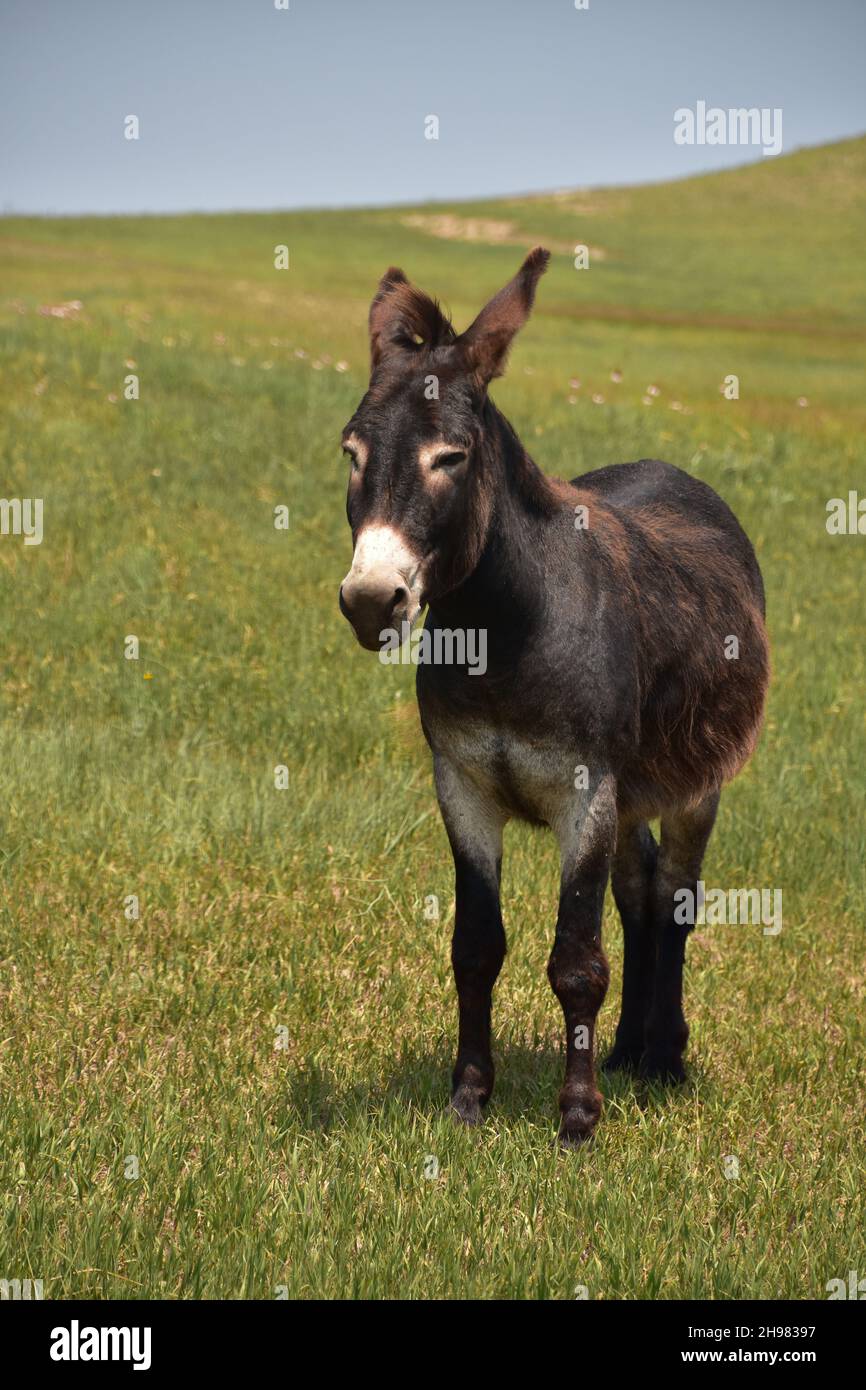 Up close look at a wild brown burro in a field Stock Photo - Alamy