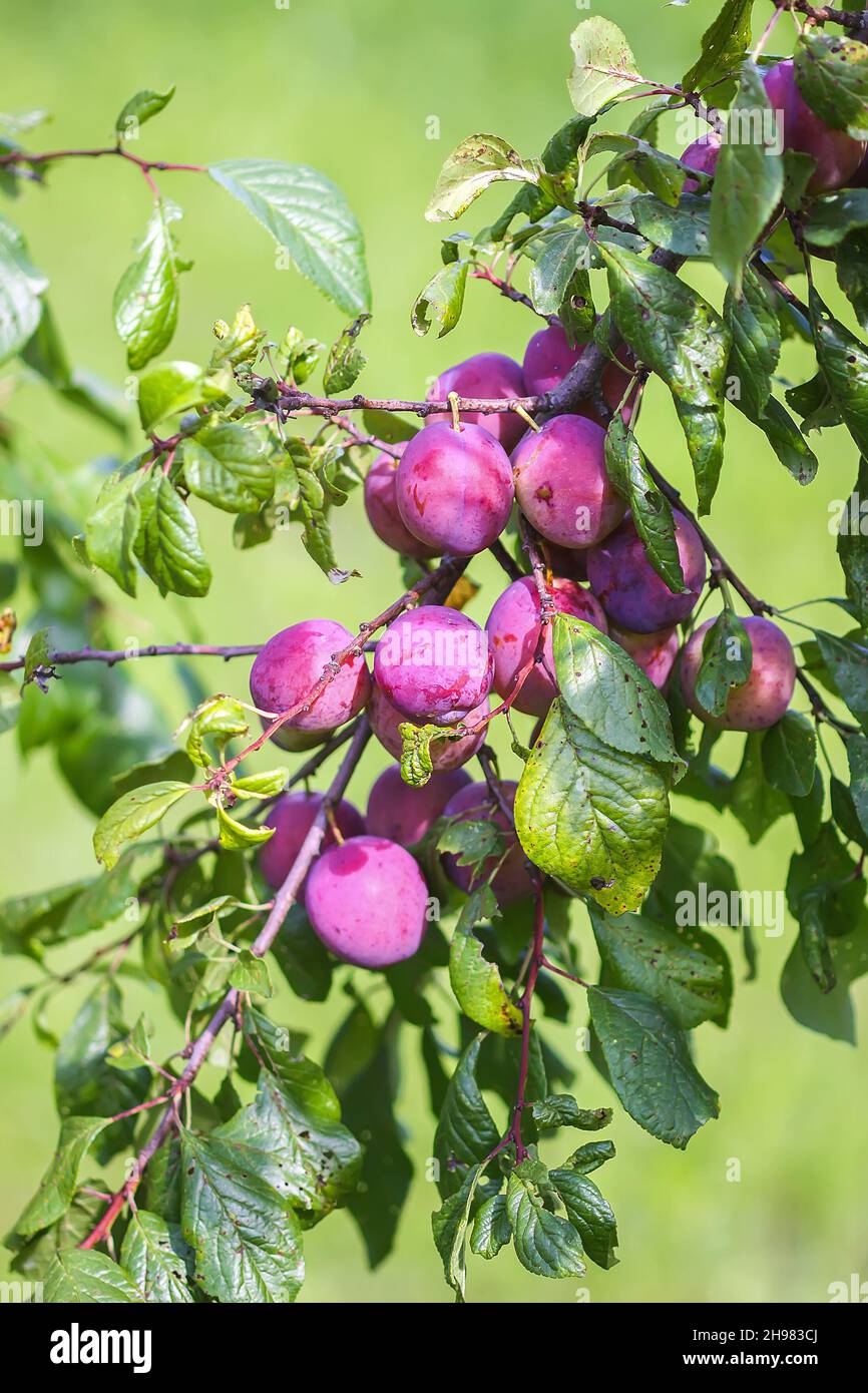 Plum tree branches with ripe sweet juicy fruits in sunset light in ...