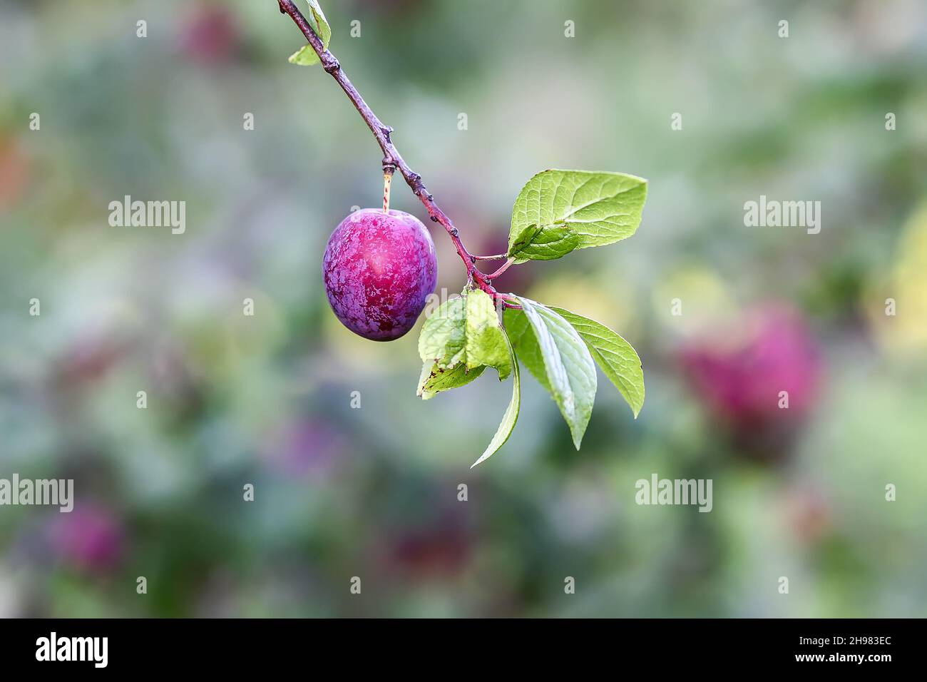 Plum tree branches with ripe sweet juicy fruits in sunset light in ...