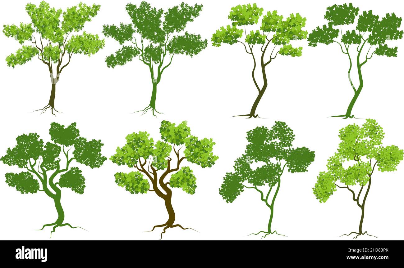 image trees on white background Stock Photo - Alamy