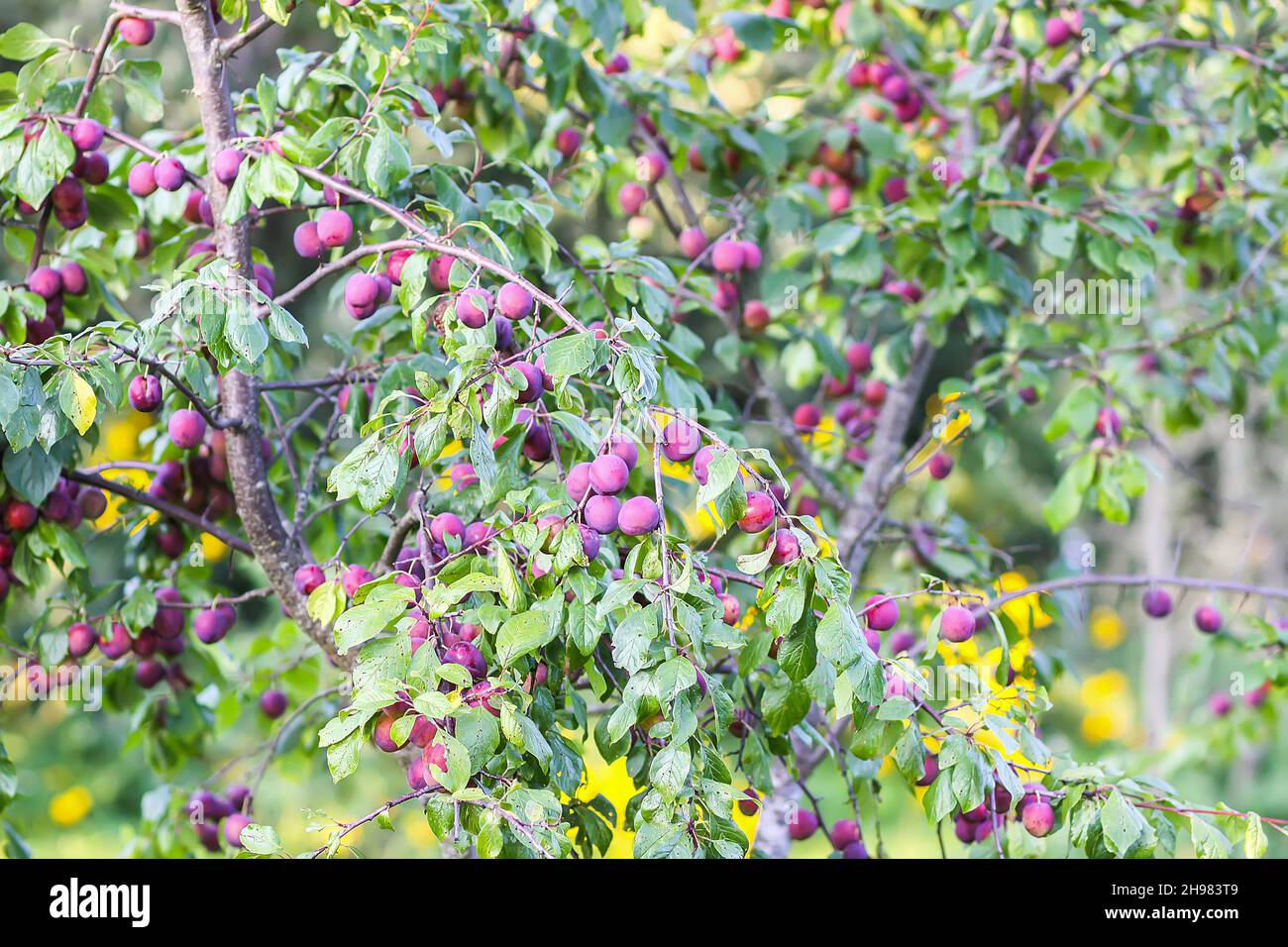 Plum tree branches with ripe sweet juicy fruits in sunset light in ...