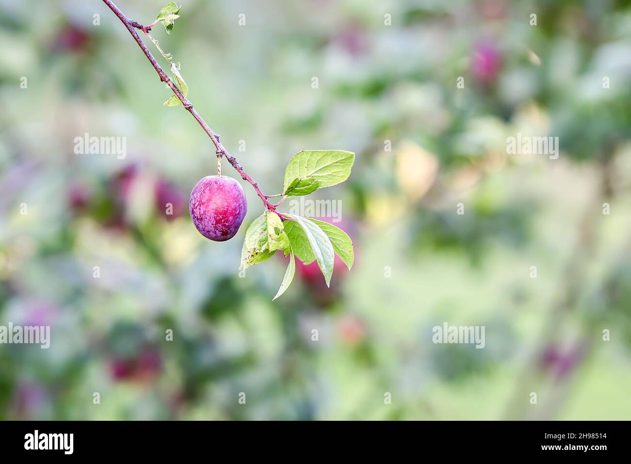 Plum tree branches with ripe sweet juicy fruits in sunset light in ...
