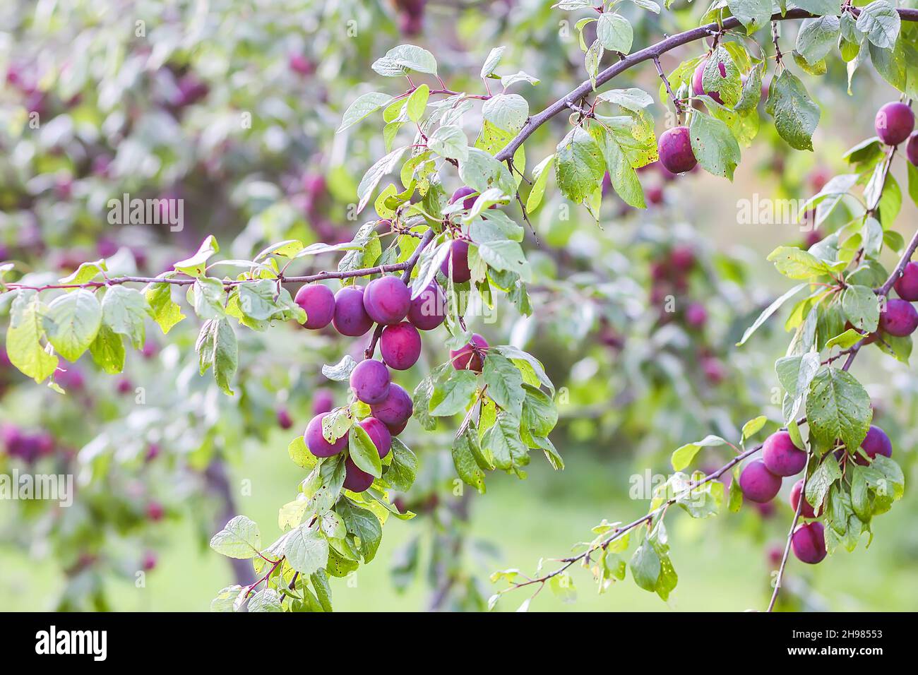 Plum tree branches with ripe sweet juicy fruits in sunset light in ...