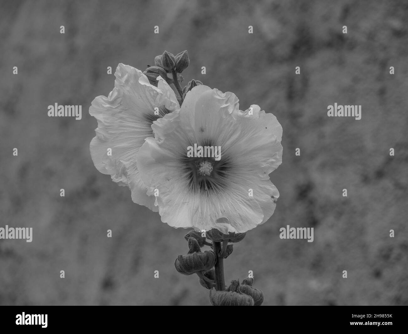 the small austrian village duernstein at the danube river Stock Photo ...