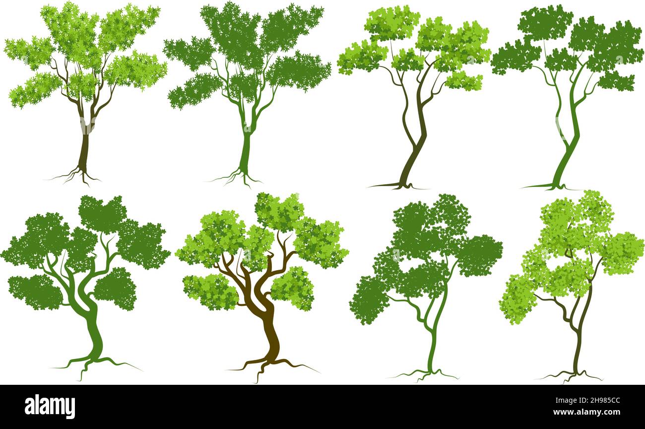 vector trees isolated on white background, vector trees set image ...