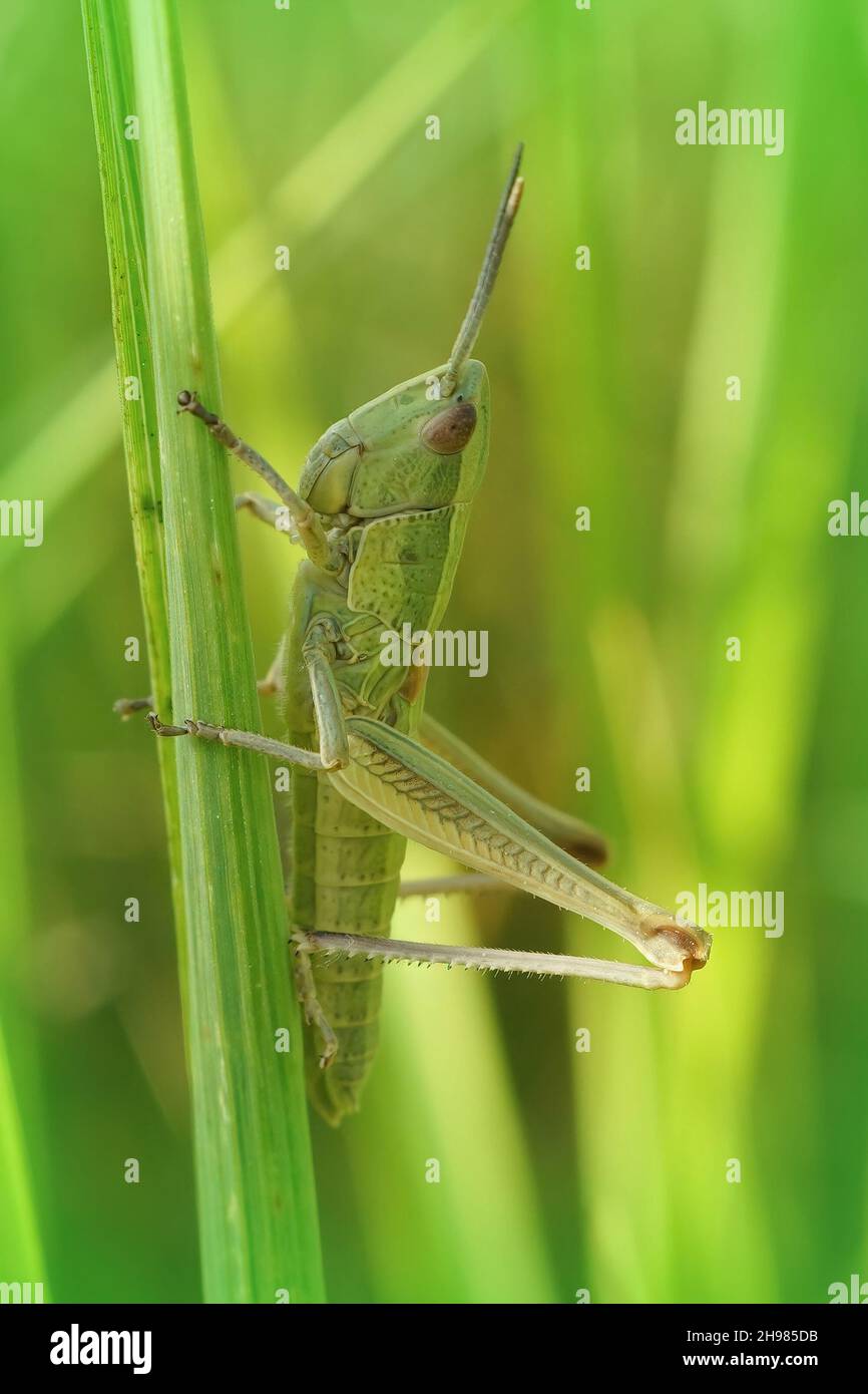 Vertical closeup on the small golden grasshopper, Euthystira ...