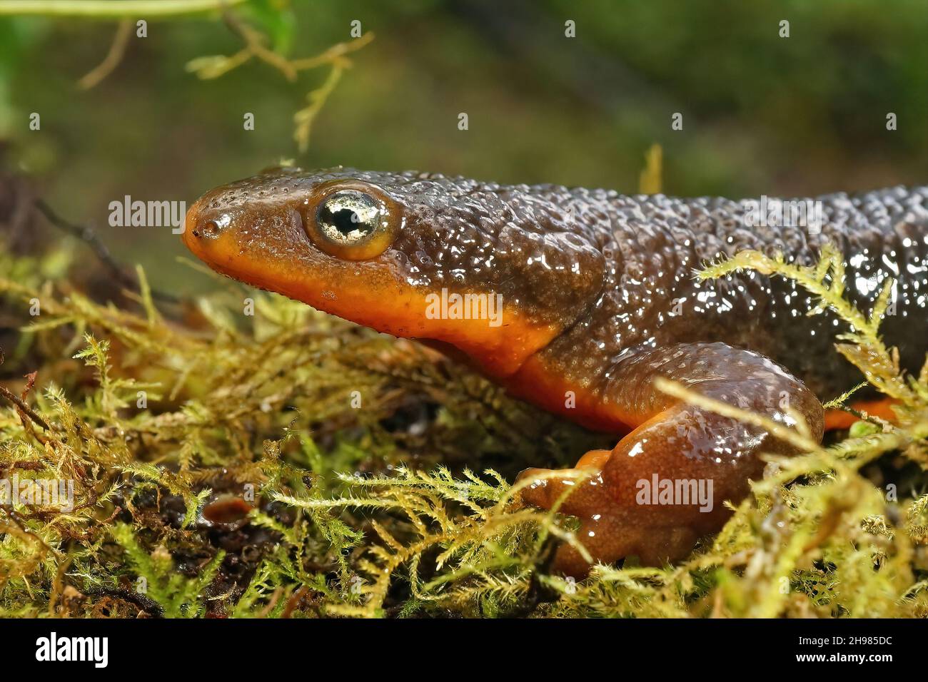 Crater lake newt hi-res stock photography and images - Alamy