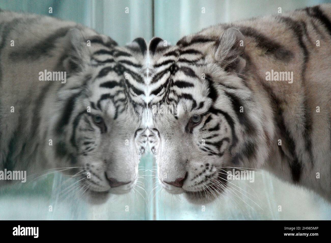 White Tiger Novel Movie