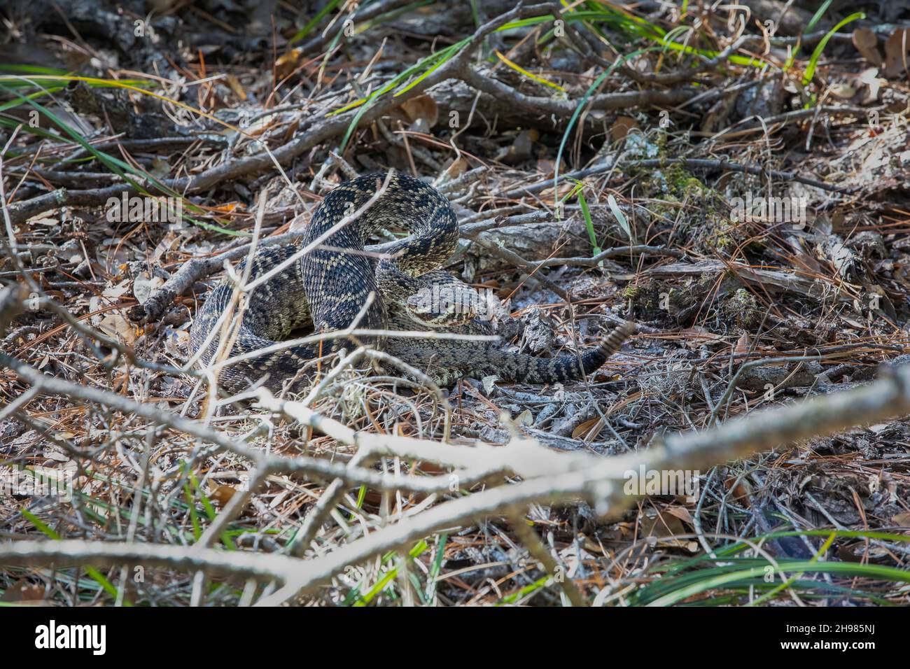 Curled tongue hi-res stock photography and images - Alamy