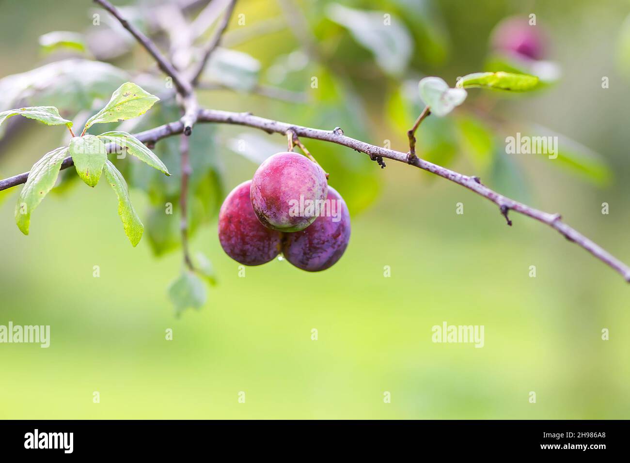 Plum tree branches with ripe sweet juicy fruits in sunset light in ...