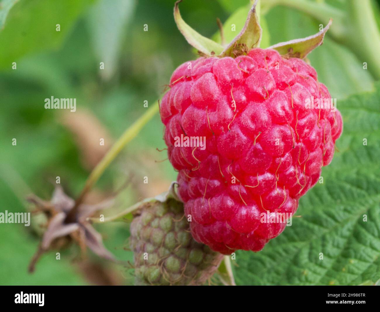 Pink berry hi-res stock photography and images - Alamy
