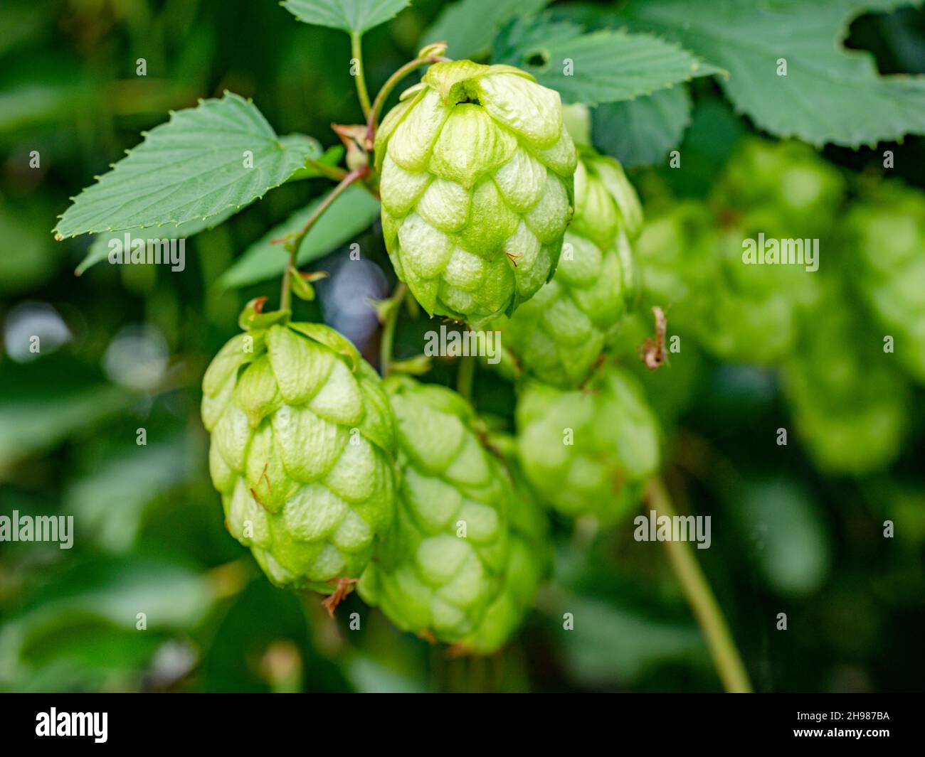 Green leaves of hops branch. Hop cones among the leaves on stems ...