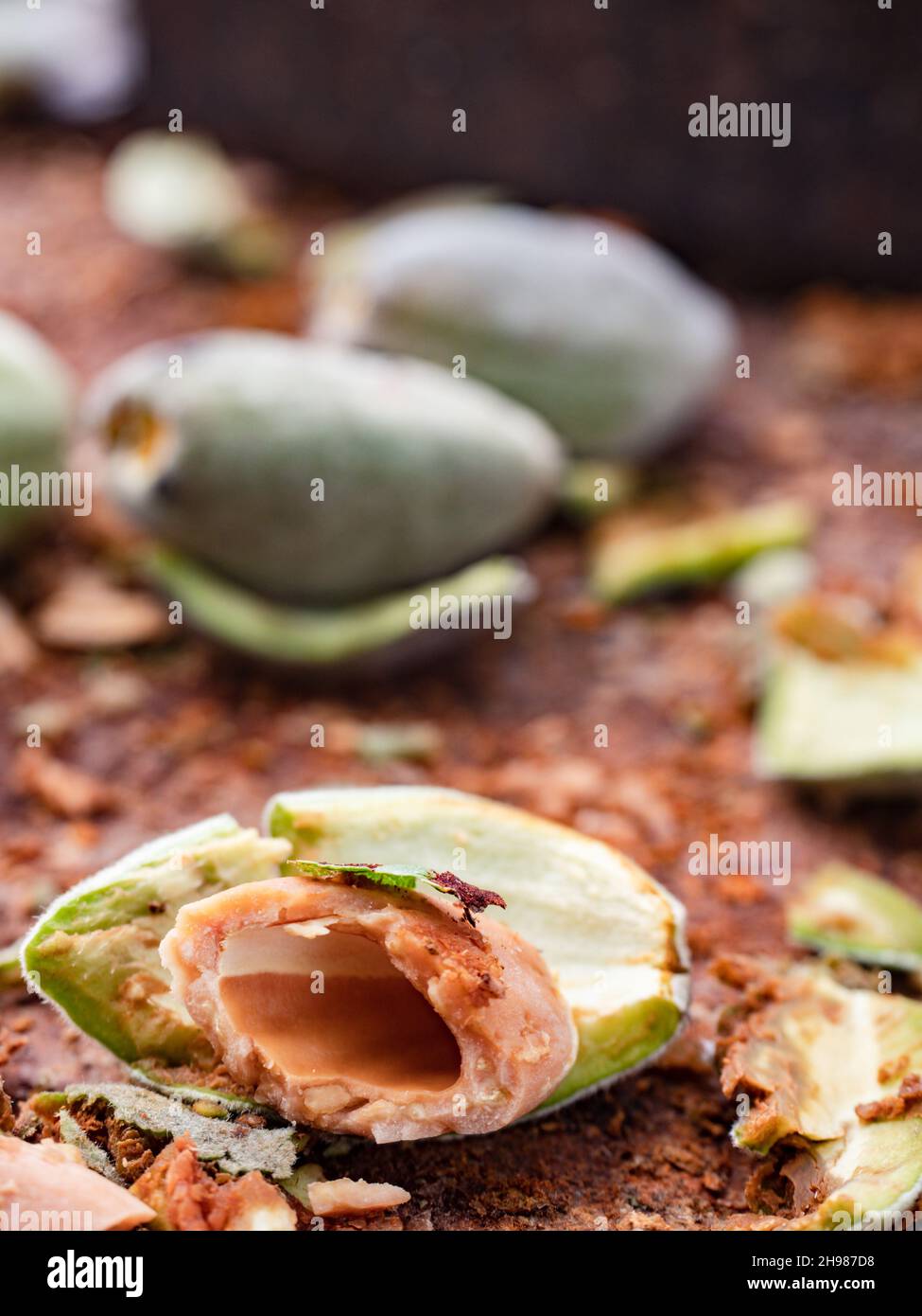 Tools for breaking almond shells and peeling fresh almonds from green ...